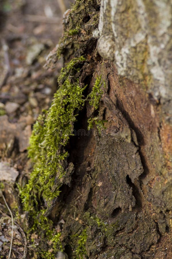 Tree Trunks Covered with Moss Stock Image - Image of bark, moss: 145656603