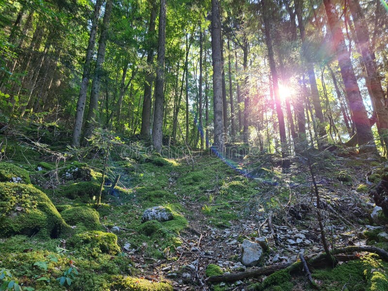 Tree Trunks Crossed by Sunlight in the Forest Stock Image - Image of ...