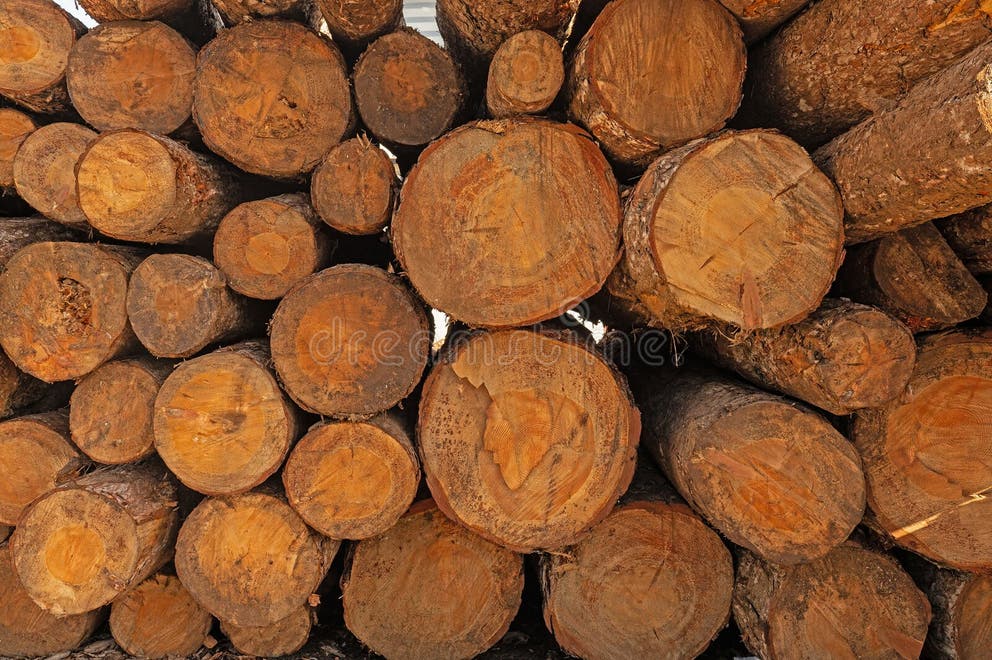 Tree Trunks Cut Down in the Forest Stock Image - Image of protection ...