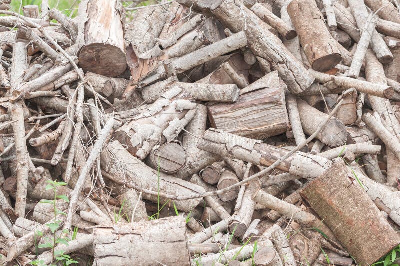 Tree Trunks Cut into Small Pieces Stock Image - Image of background ...