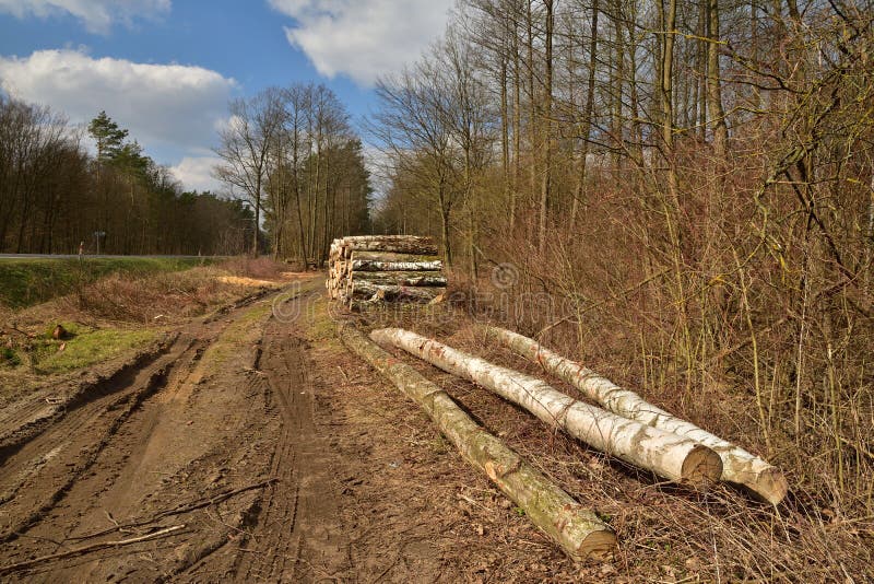 Tree Trunks Cut and Stacked Arranged and Prepared for Removal from the ...
