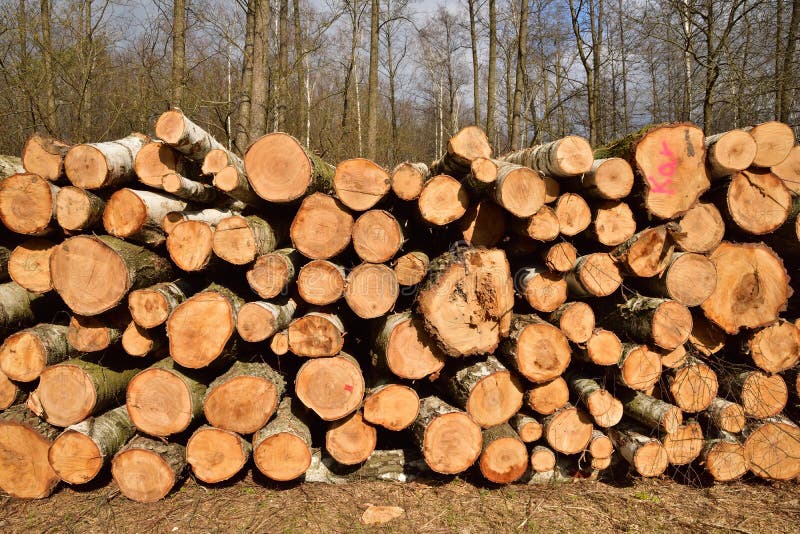 Tree Trunks Cut and Stacked Arranged and Prepared for Removal from the ...