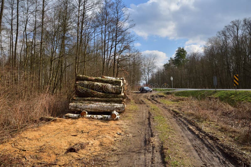 Tree Trunks Cut and Stacked Arranged and Prepared for Removal from the ...