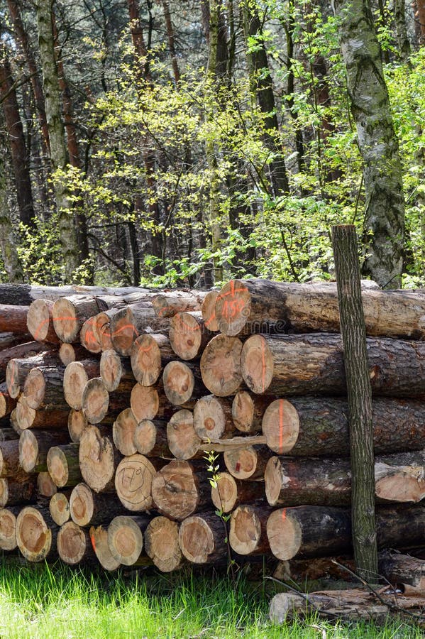 Tree Trunks Cut and Stacked in Forest. Stock Image - Image of natural ...