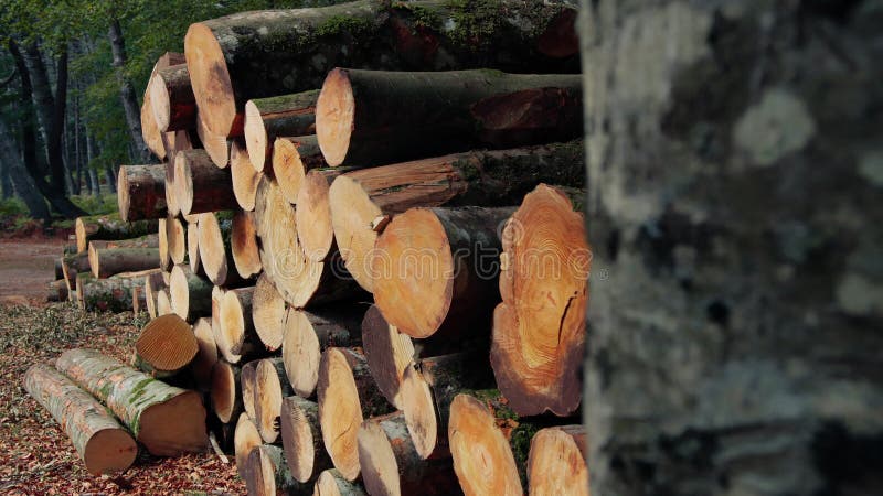 Pile of Stacked Tree Trunks Stock Video - Video of lumber, logging ...