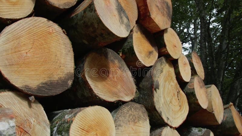 Stack of Cut Logs in the Woods Stock Video - Video of trunk, circle ...