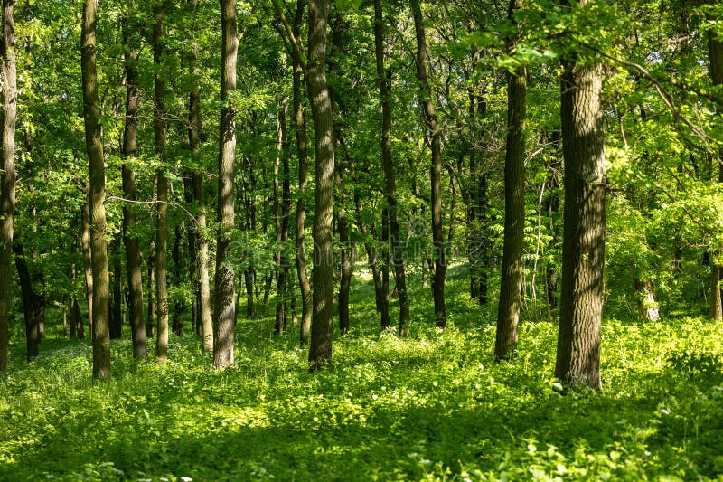 Tree Trunks in a Deciduous Forest Stock Photo - Image of woodland, wood ...