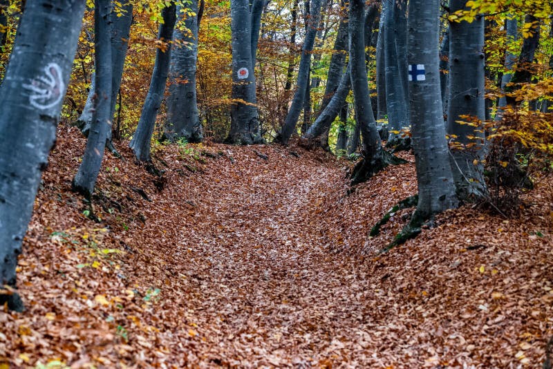 Tree Trunks in a Dense Forest Covered in Fallen Leaves, Autumn Foliage ...