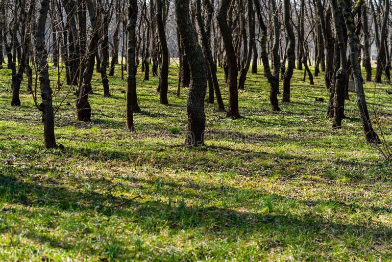 Tree Trunks in a Dense Forest, Way through Rows of Trees Stock Photo ...