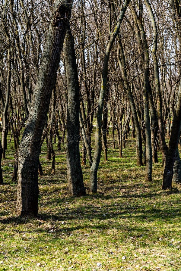Tree Trunks in a Dense Forest, Way through Rows of Trees Stock Photo ...