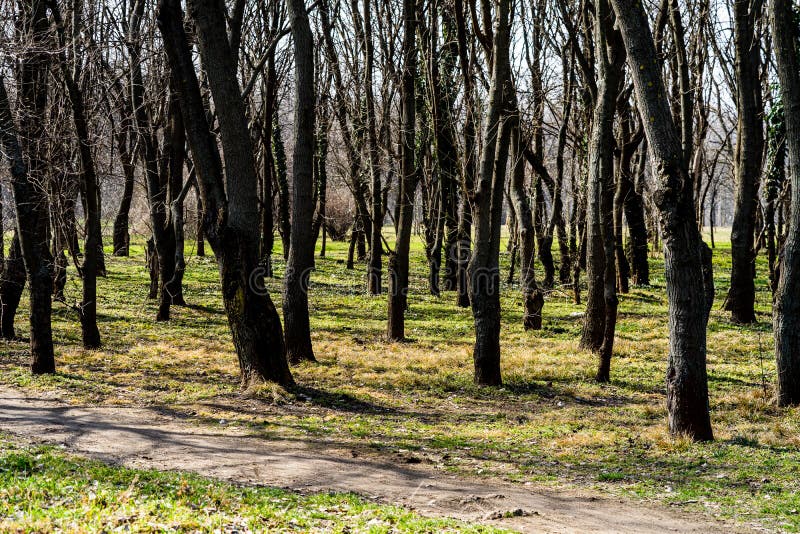 Tree Trunks in a Dense Forest, Way through Rows of Trees Stock Image ...