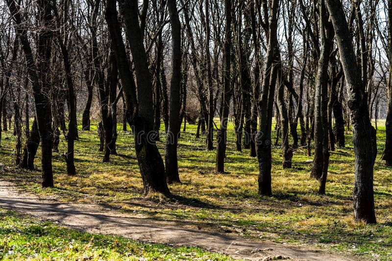 Tree Trunks in a Dense Forest, Way through Rows of Trees Stock Photo ...
