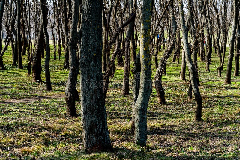 Tree Trunks in a Dense Forest, Way through Rows of Trees Stock Photo ...