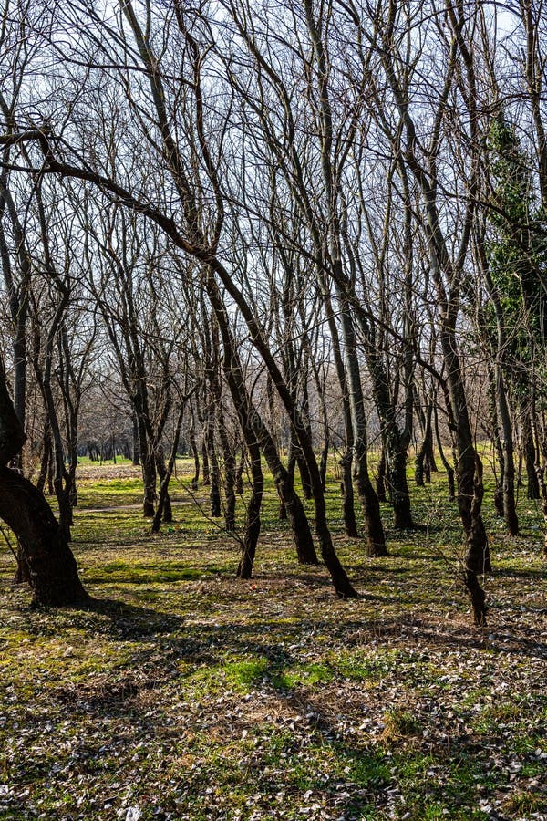 Tree Trunks in a Dense Forest, Way through Rows of Trees Stock Image ...