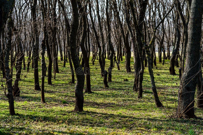 Tree Trunks in a Dense Forest, Way through Rows of Trees Stock Photo ...