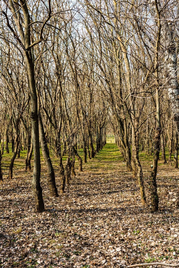 Tree Trunks in a Dense Forest, Way through Rows of Trees Stock Photo ...