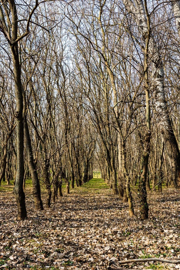 Tree Trunks in a Dense Forest, Way through Rows of Trees Stock Photo ...