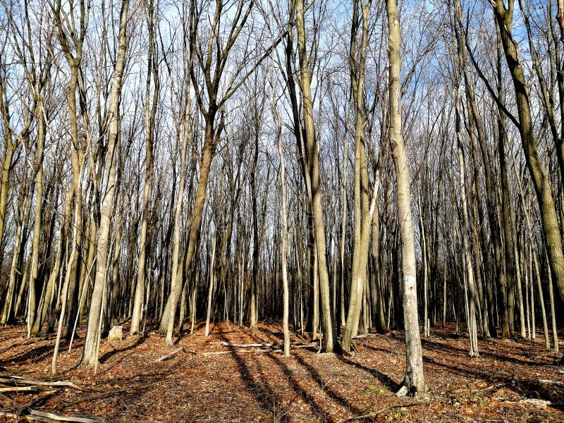 Tree trunks stock image. Image of landscape, sunlight - 203388703
