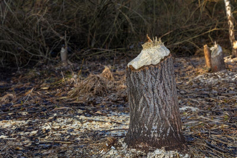 Tree Trunks Destroyed by Beavers, Trees Gnawed by Beavers in the Forest ...
