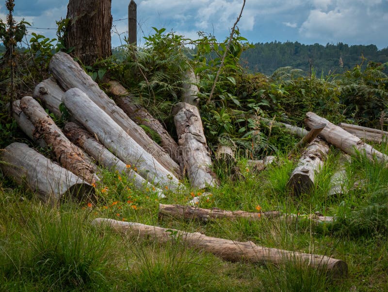 Tree Trunks of Different Sizes Cut Stock Photo - Image of forest ...