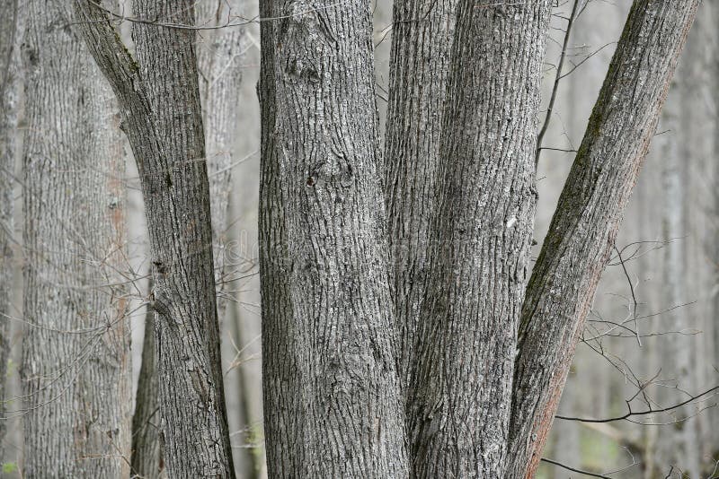 Tree Trunks in Early Spring. Silver Color Textured Trees. Stock Photo ...