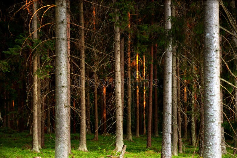 Tree Trunks in Evening Light Stock Photo - Image of sweden, pine: 32169218