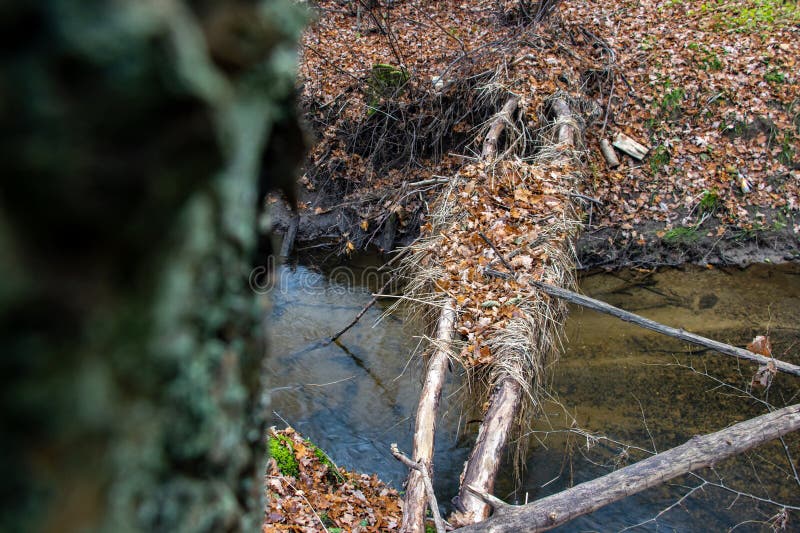 Tree Trunks Fallen Across a Forest Stream in the Autumn Forest Stock ...