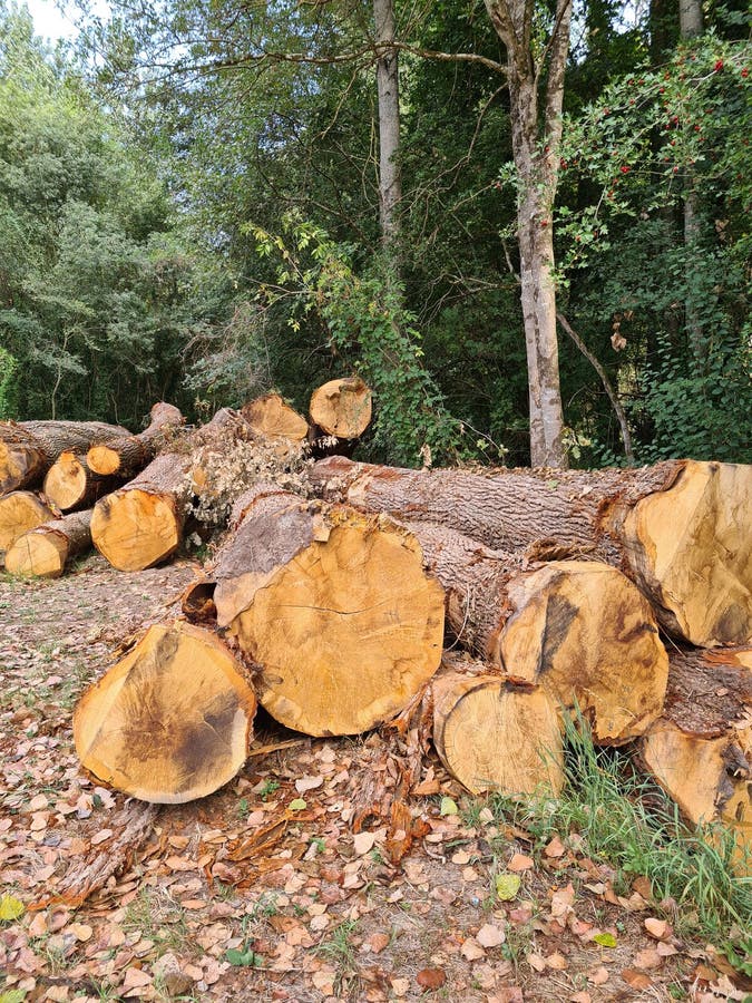 Tree Trunks Felled for Logging in Woodland Setting Stock Photo - Image ...