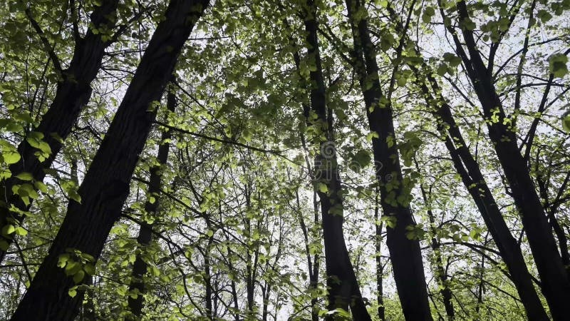 Tree Trunks Float Past the Camera Against the Bright Rays of the Sun ...