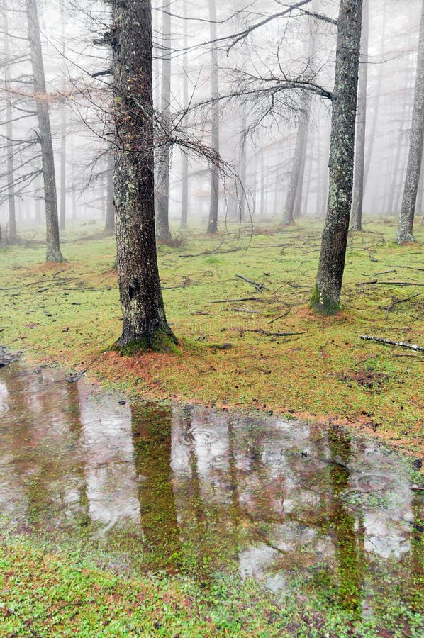 Tree Trunks with Fog and Reflections in a Puddle Stock Image - Image of ...