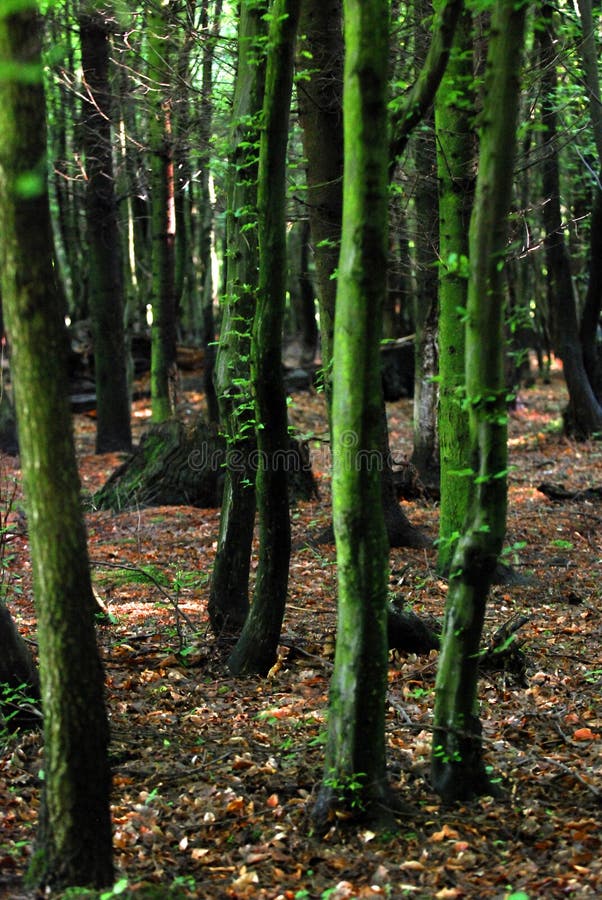 Tree trunks in forest stock photo. Image of countryside - 5307476