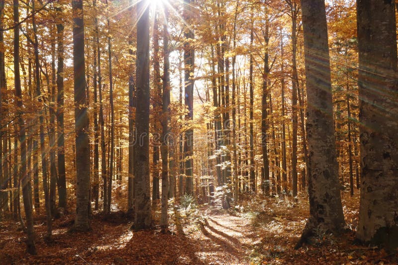 Tree Trunks in a Forest in the Autumn in a Sunny Day Stock Image ...