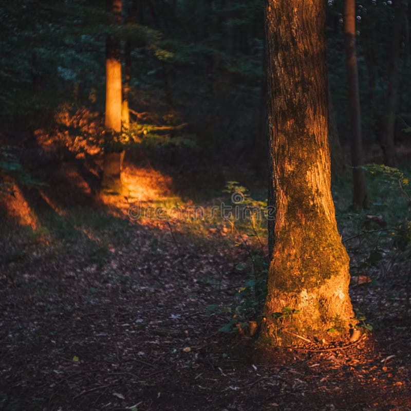 Tree Trunks in a Forest Covered by Sunlight Stock Photo - Image of park ...