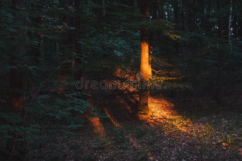 Tree Trunks in a Forest Covered by Sunlight Stock Image - Image of ...