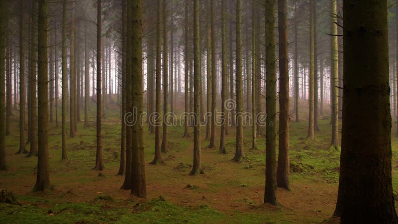 Tree Trunks in the Forest with Stock Image - Image of light, flare ...