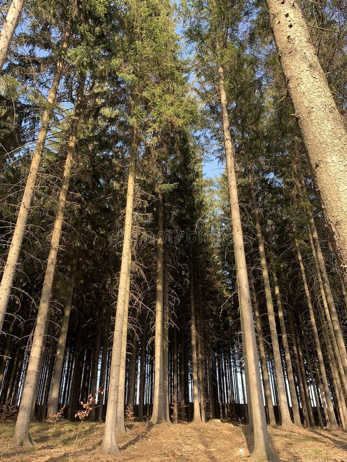Tree trunks in a forest stock image. Image of giraffe - 194561423