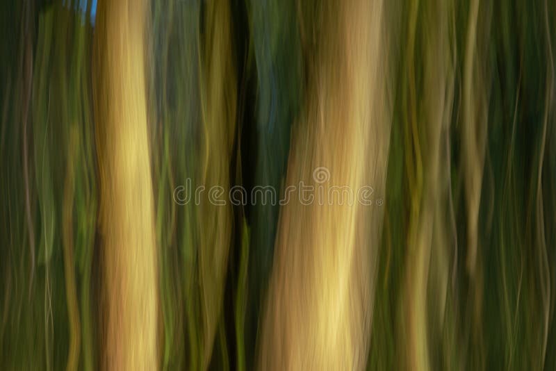 Tree Trunks in the Forest. Long Exposure Blur Effect Stock Image ...