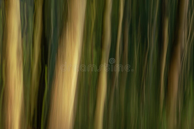 Tree Trunks in the Forest. Long Exposure Blur Effect Stock Photo ...