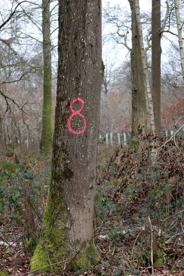 Numbered tree stock photo. Image of forestry, park, deforestation ...