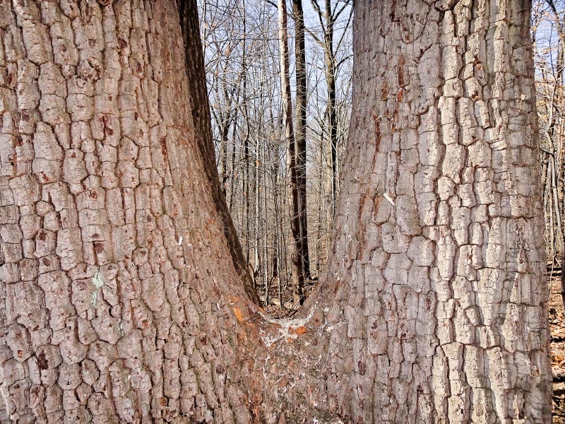Tree trunks in a forest stock image. Image of closeup - 98608145