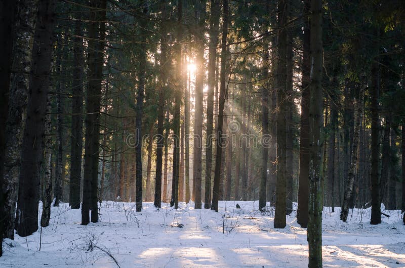 Tree Trunks in the Forest and the Sun at the End of Winter Stock Image ...