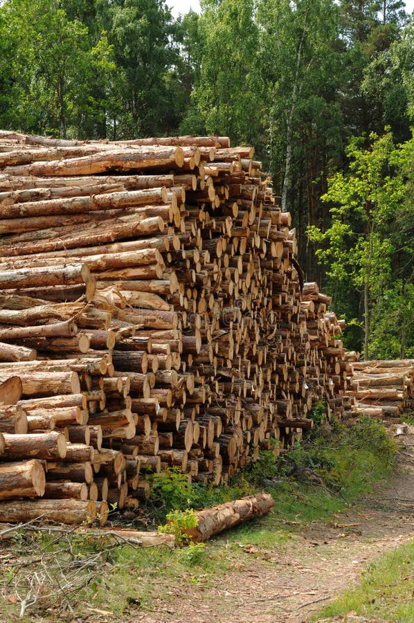 Tree trunks in a forest stock photo. Image of path, nature - 33108988