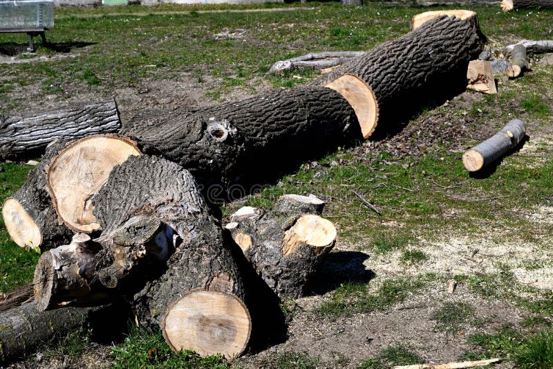 Tree Trunks in the Forest after Trees Have Been Sawn Down Stock Photo ...