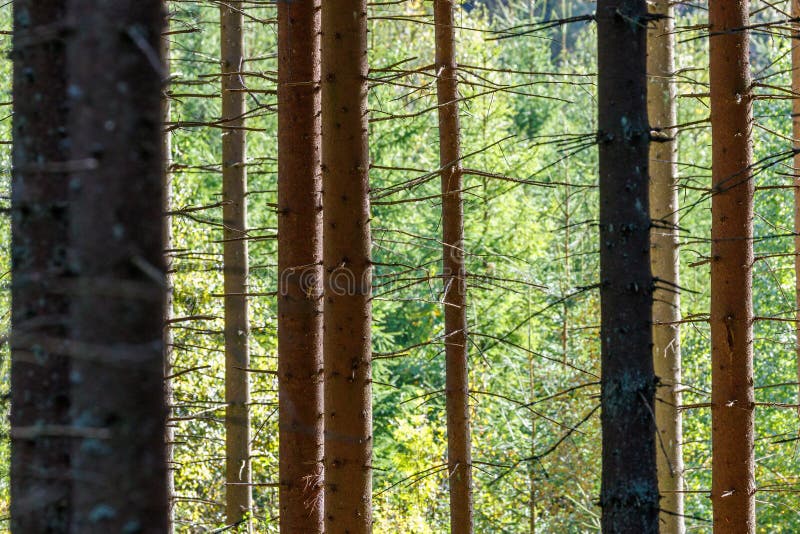 Tree trunks in a forest stock image. Image of country - 97330919
