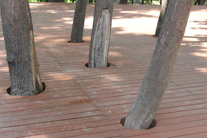 Tree Trunks Framed by a Wooden Podium Stock Image - Image of framed ...