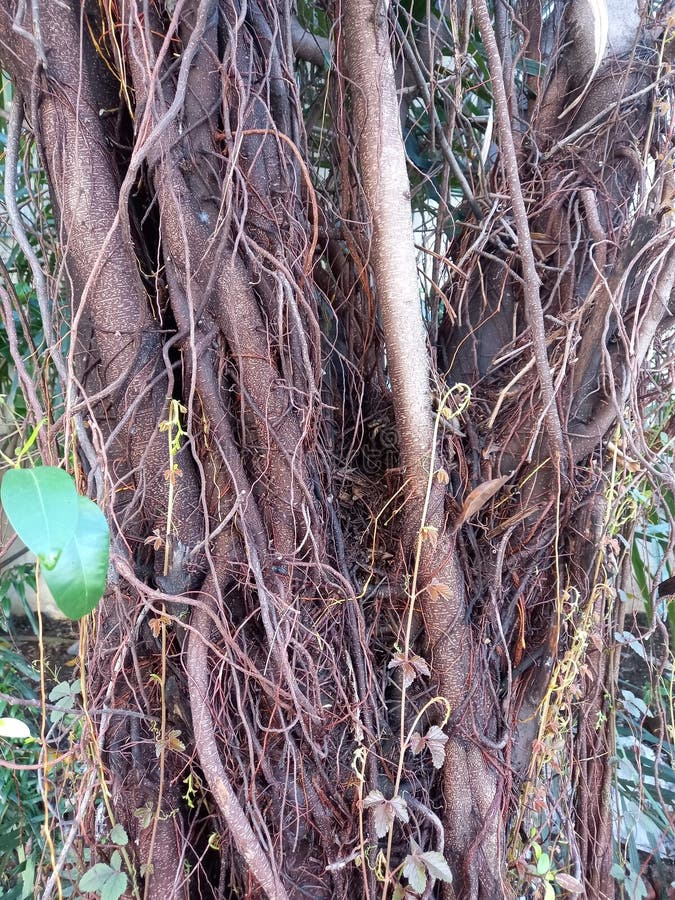 Tree Trunks Full of Vines in the Garden Stock Photo - Image of tree ...
