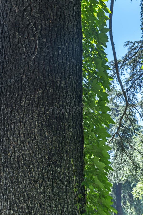 Tree Trunks are a Fundamental Part of Their Structure, Providing ...