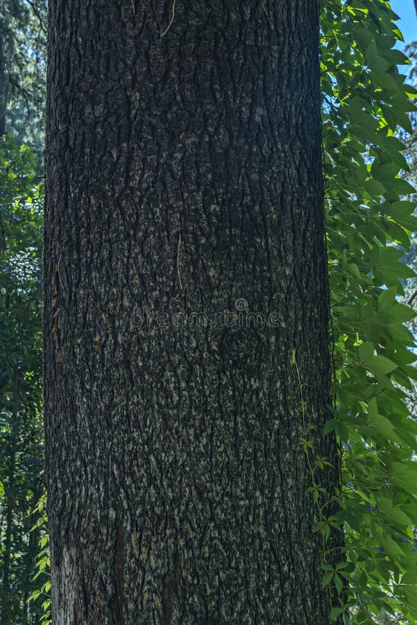 Tree Trunks are a Fundamental Part of Their Structure, Providing ...