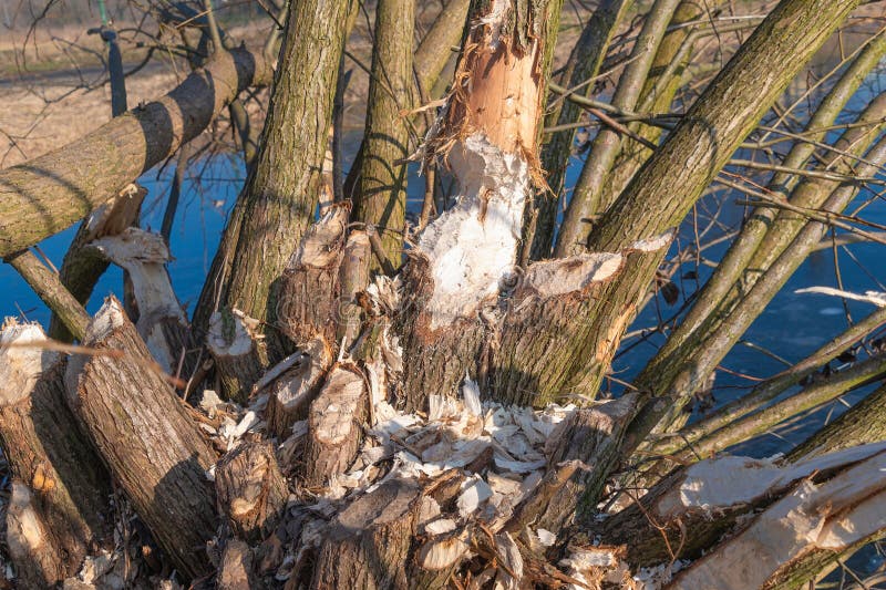 Tree Trunks Gnawed Beavers Animal Behavior Stock Photos - Free ...