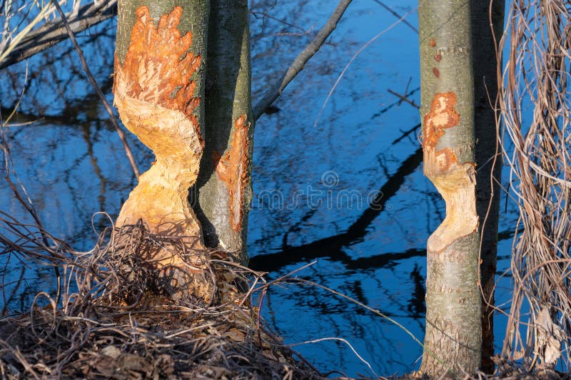 Tree Trunks Gnawed by Beavers. Animal Behavior Stock Photo - Image of ...